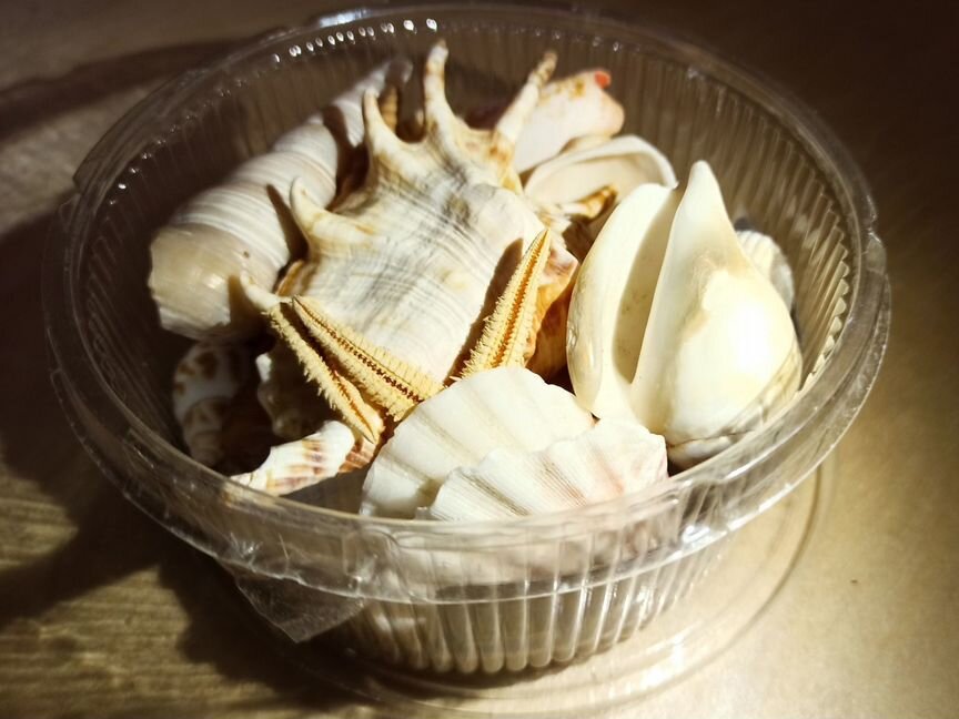Морские раковины