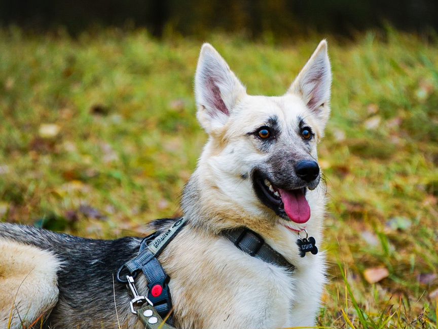 Бони. Необыкновенная красотка ищет дом