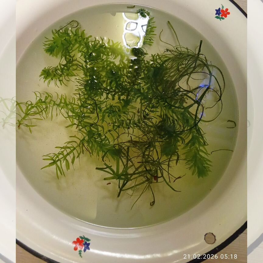 Растения для аквариума