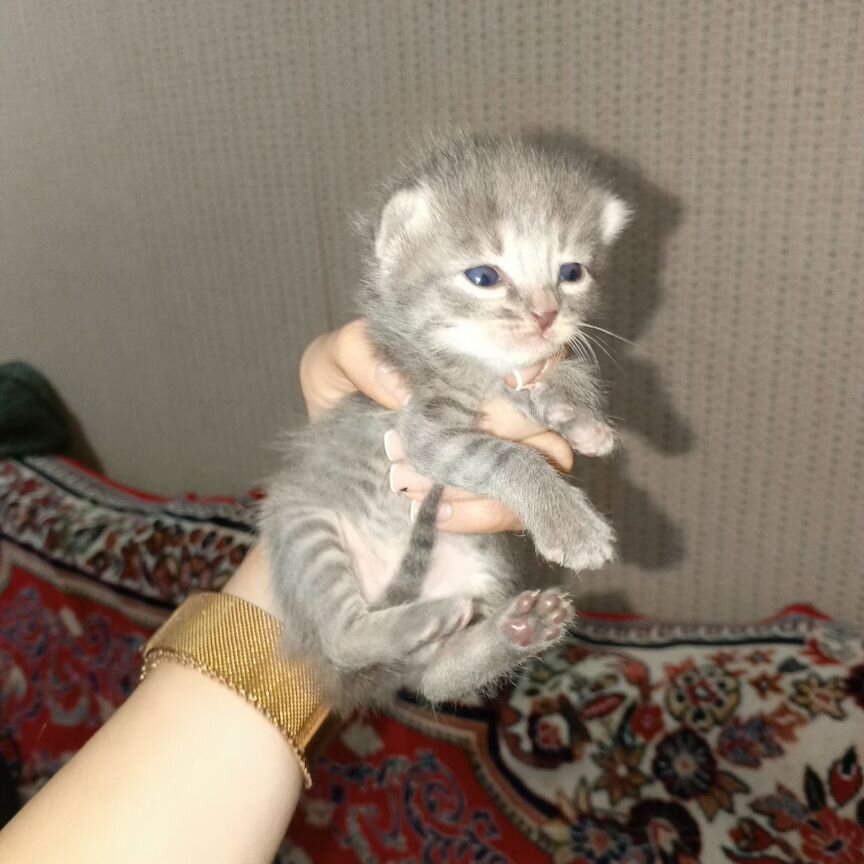 Шотландские котята