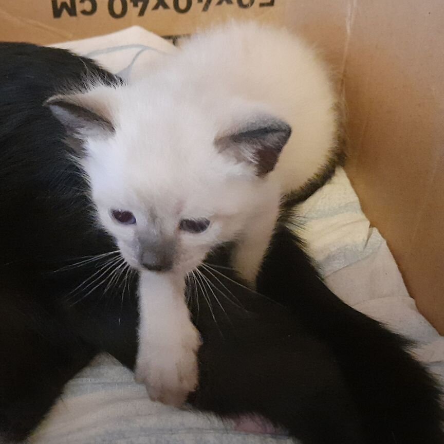 Котятки сиамские