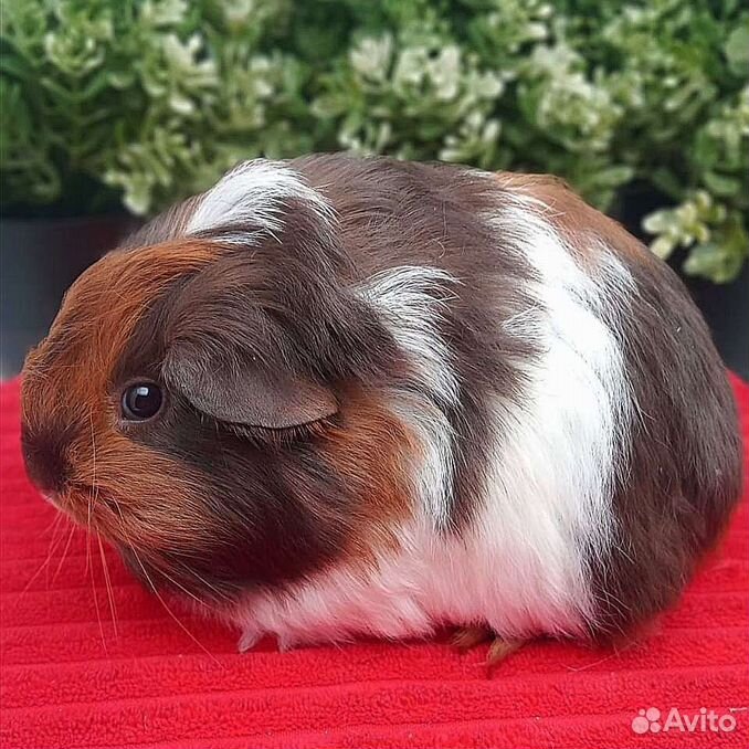 Шелти, длинношерстная морская свинка