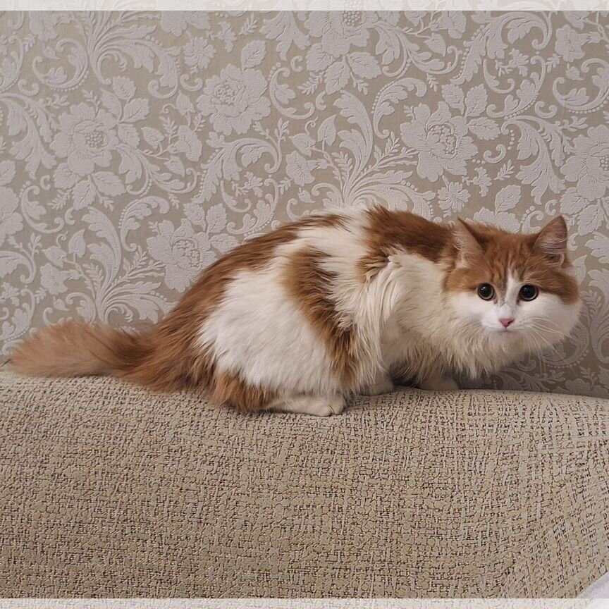 Кошечка ищет дом