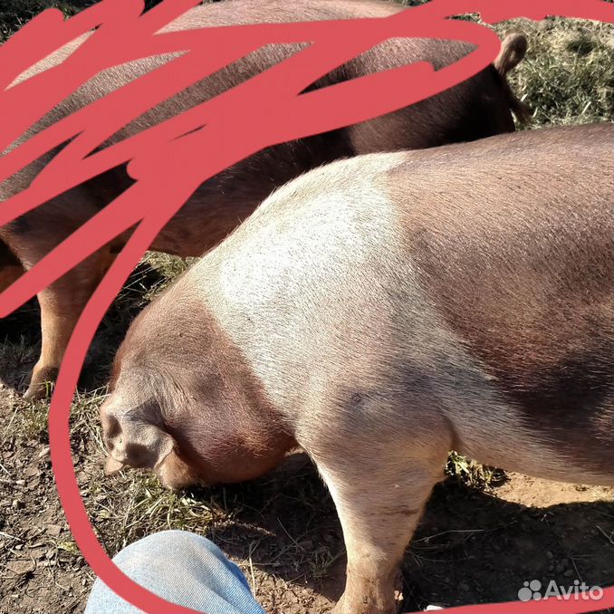 Продается кабан