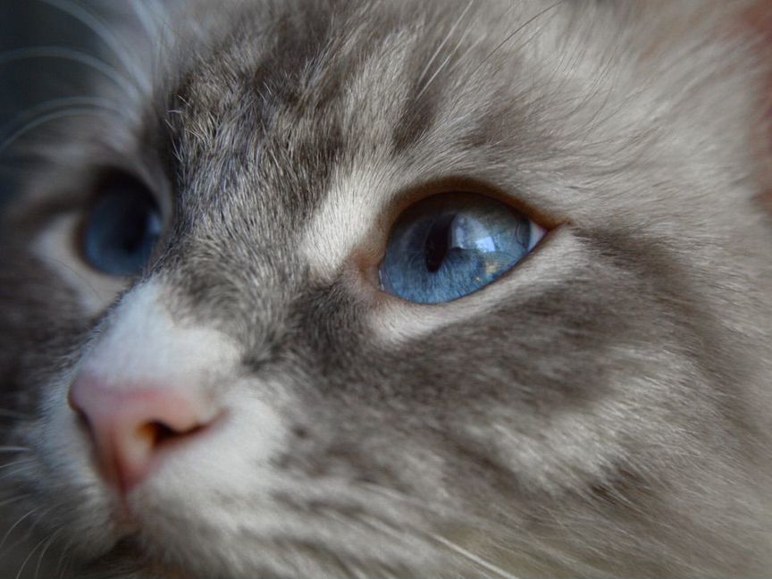 Кот