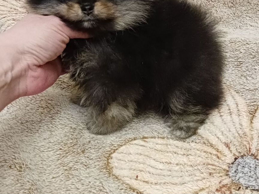 Померанский шпиц