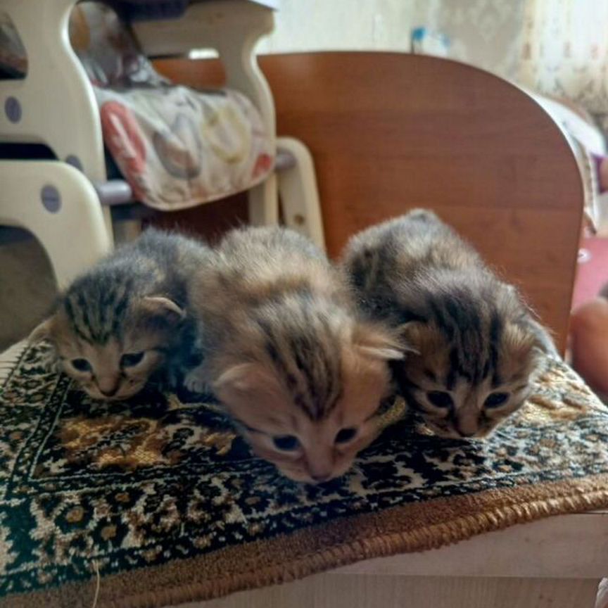 Котята