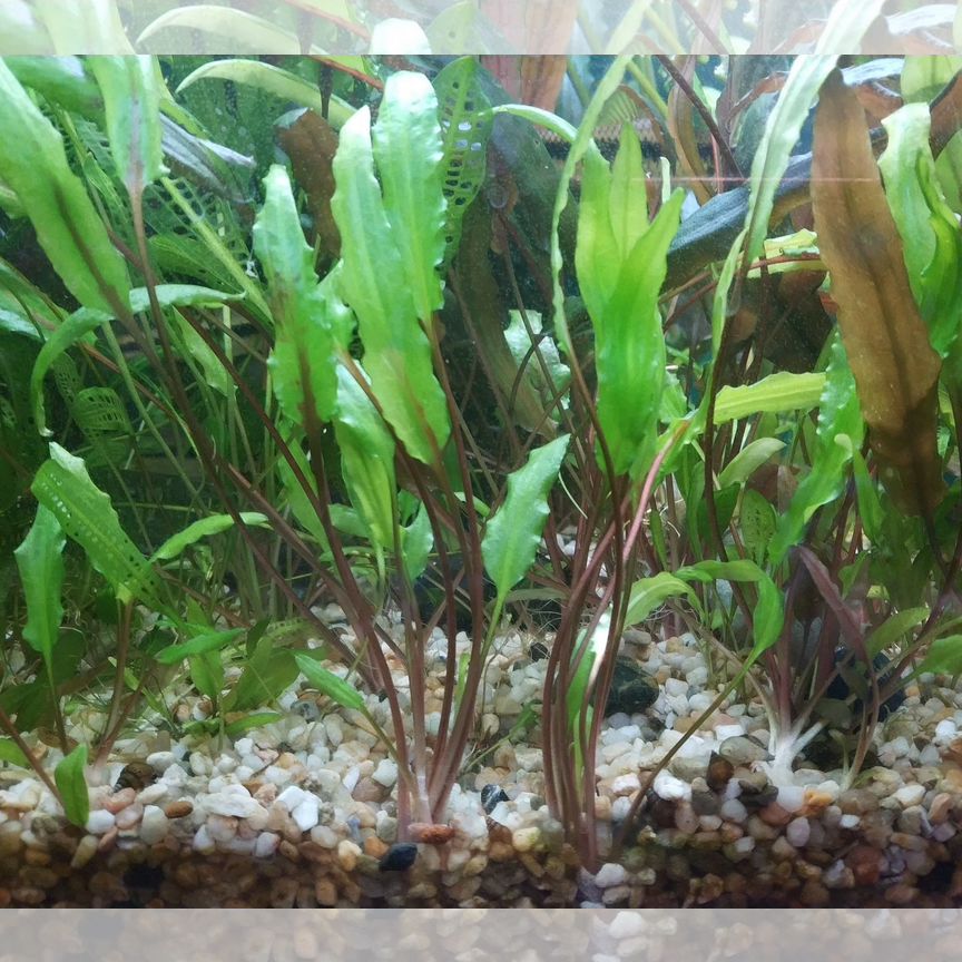 Криптокорина Вендта (с переднего плана)