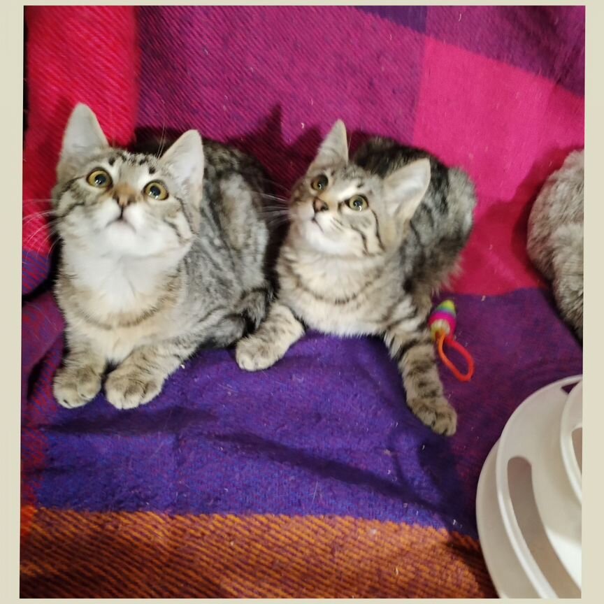 Котята в добрые руки бесплатно