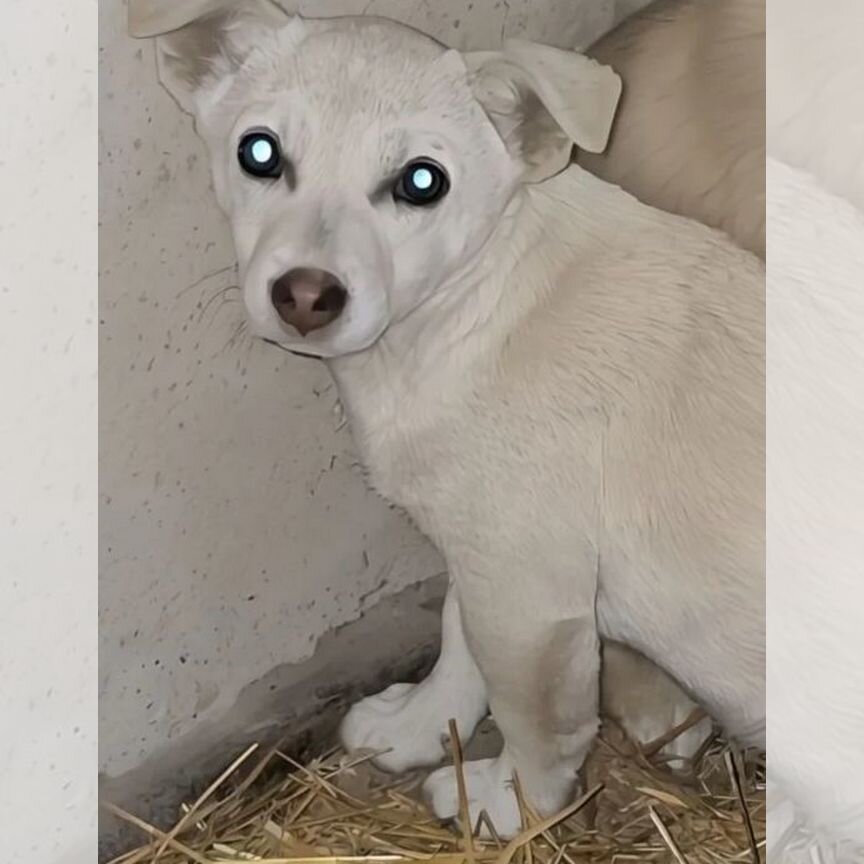 Щенок в добрые руки