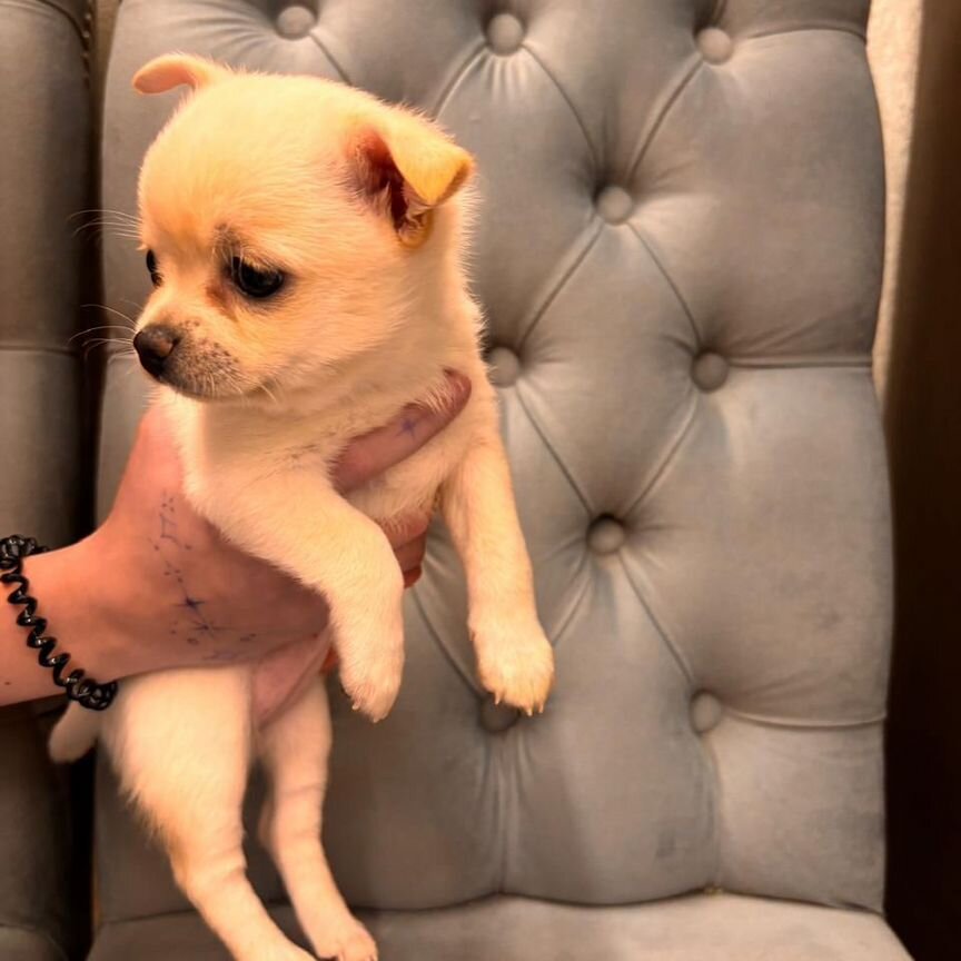 Щенки чихуахуа