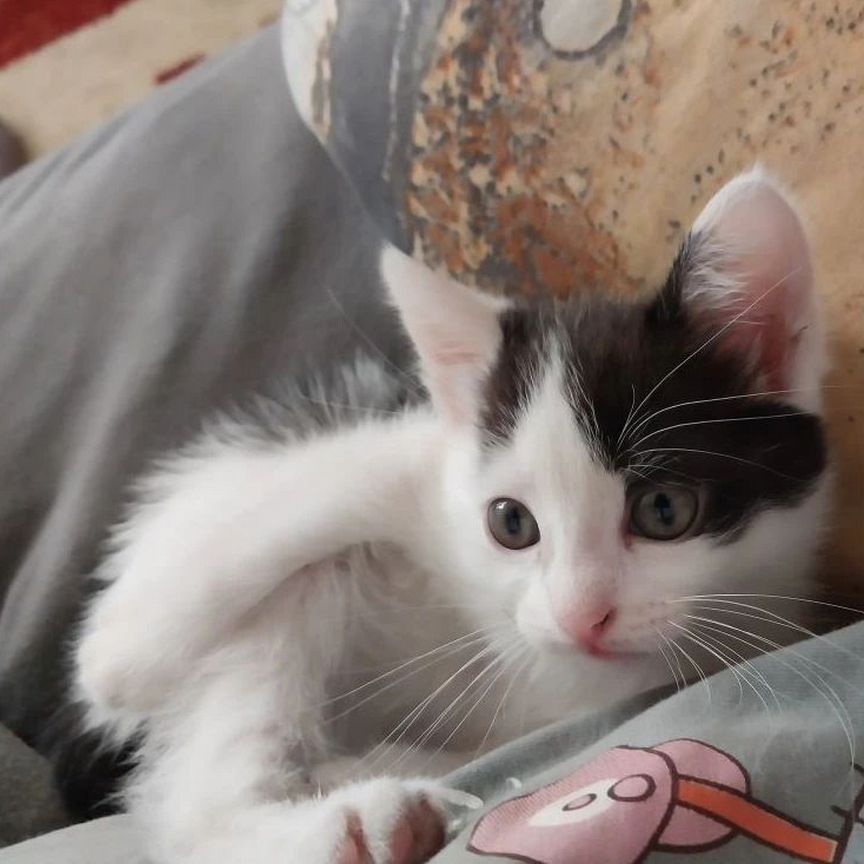 Котёнок в добрые руки