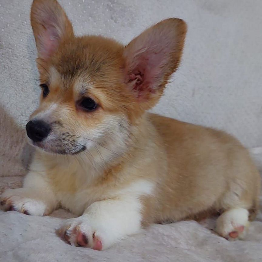 Вельш-корги пемброк детки