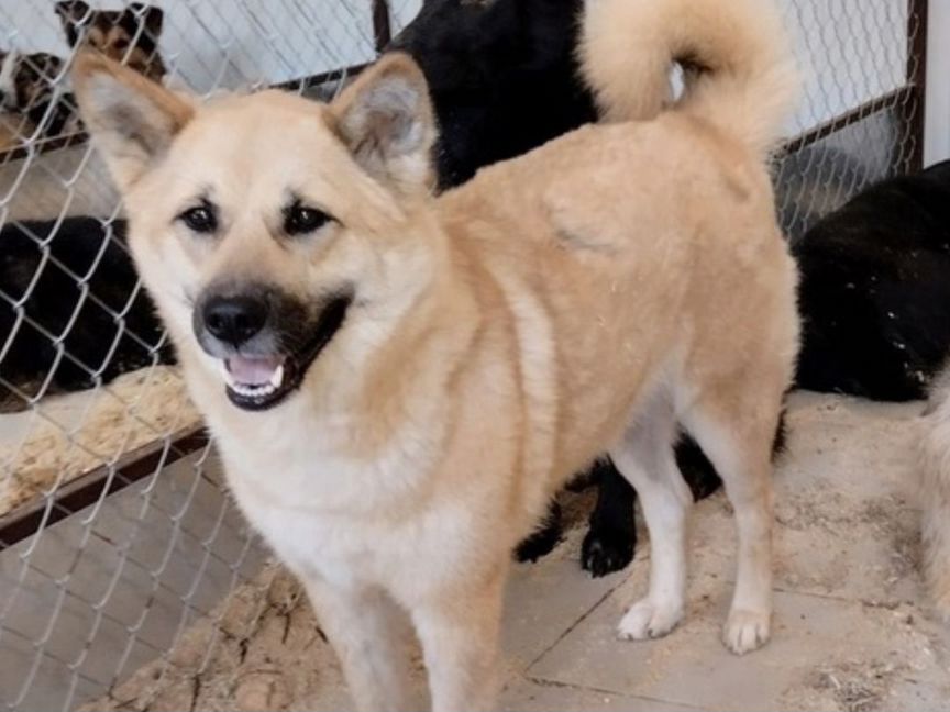 Собаки бесплатно