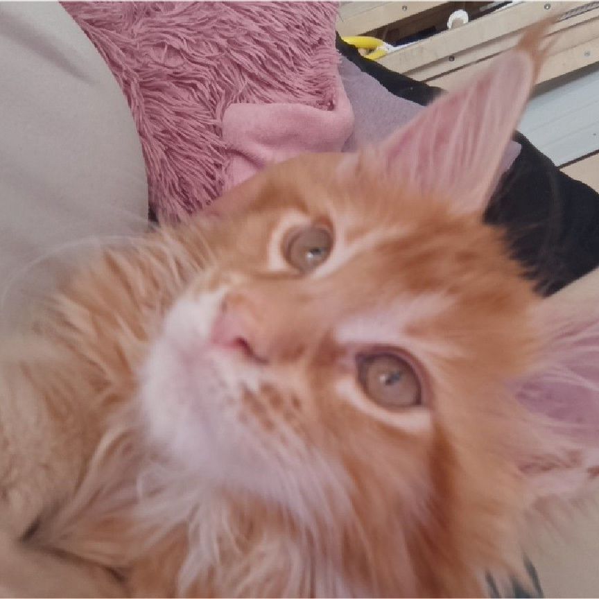 Мейн-кун котёнок