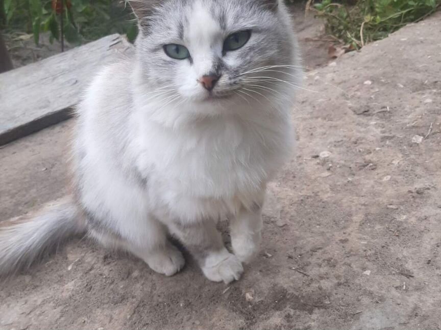 Кошечка помесь с невской маскарадной