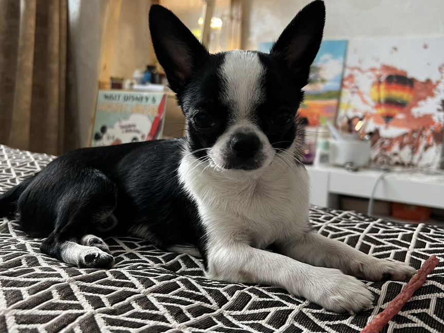 Чихуахуа мини вязка кобель