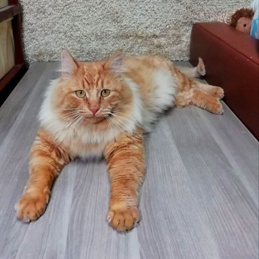 Миша
