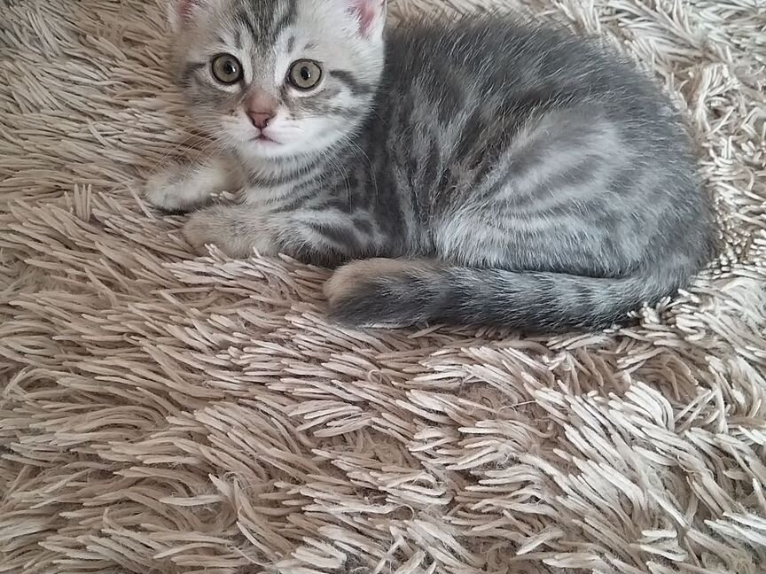 Британский котёнок девочка окрас Whiskas