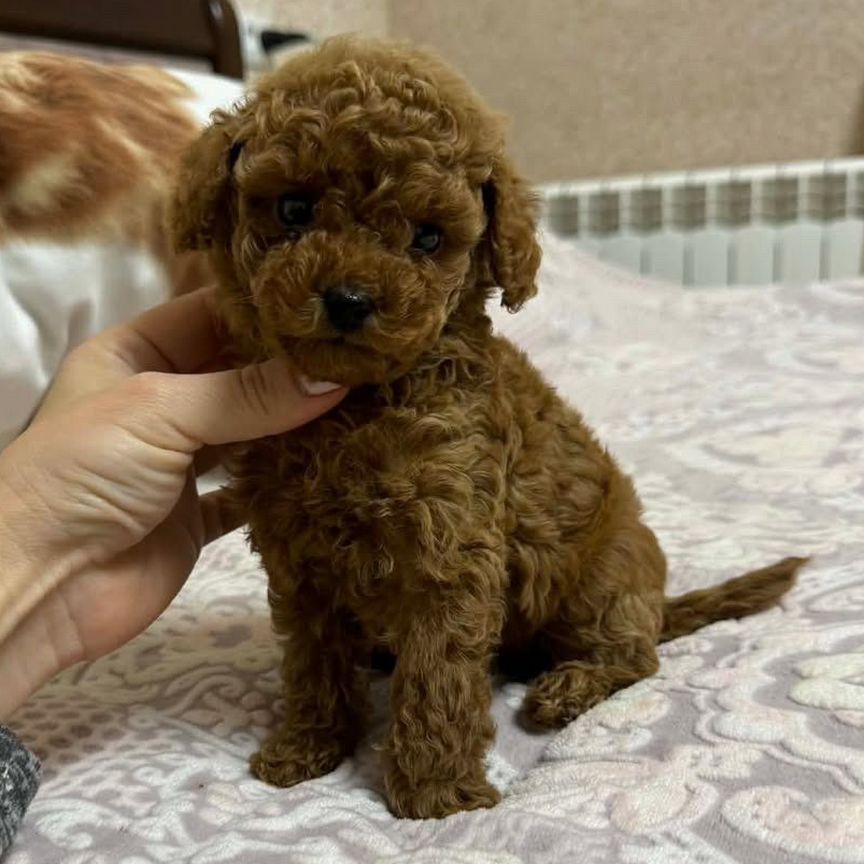 Той-пудель, щенок