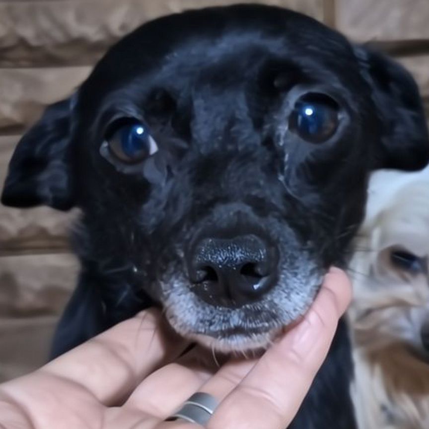 Взрослая собака в добрые руки