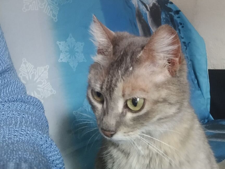 Кошка Дашенька