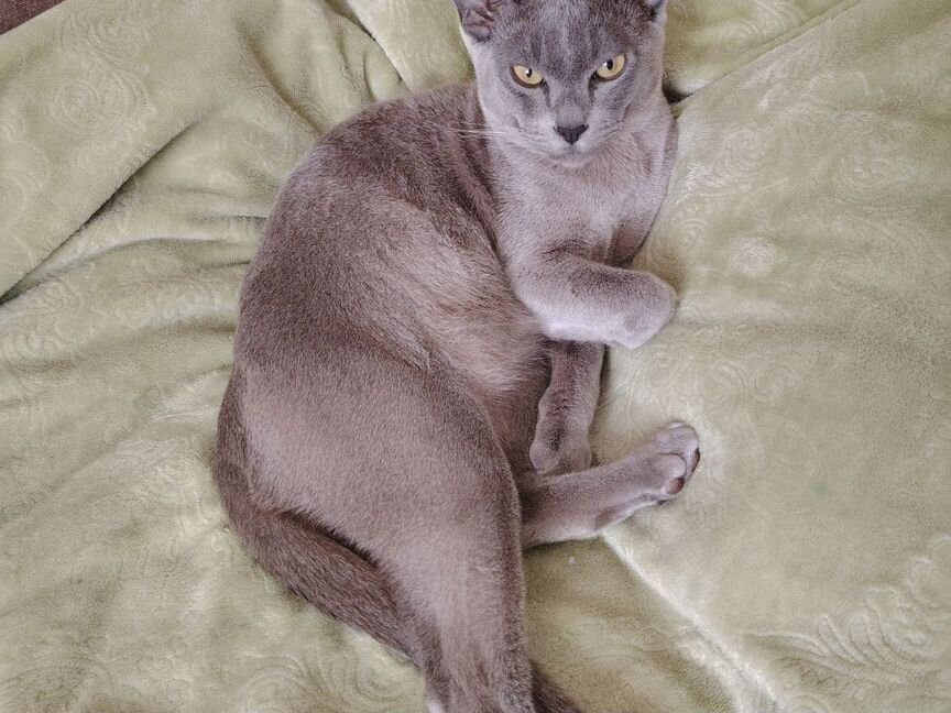 Бурманский котик в хорошие руки