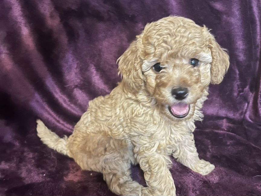 Карликовый пудель