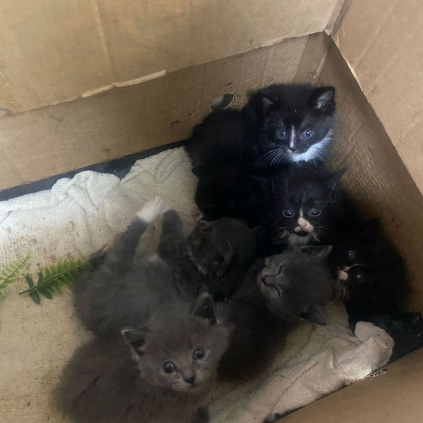 Подкинули котят
