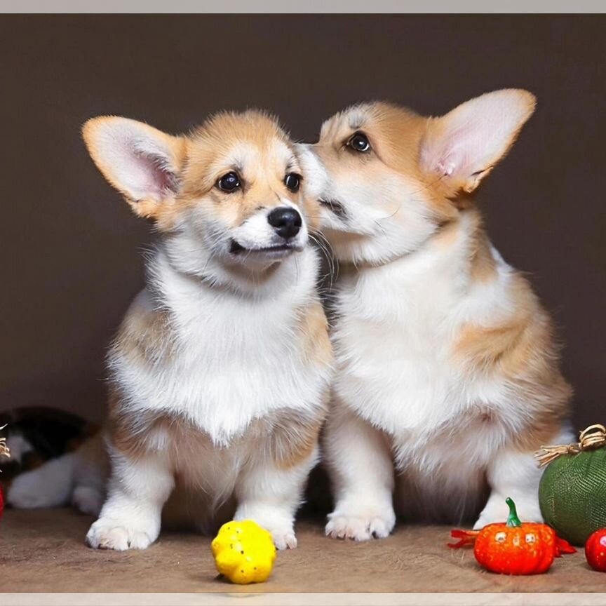 Вельш Корги Пемброк, щенок