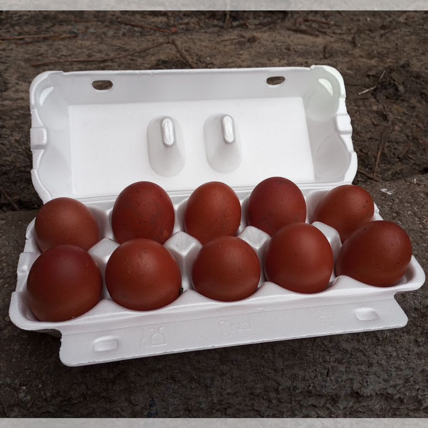 Инкубационное яйцо