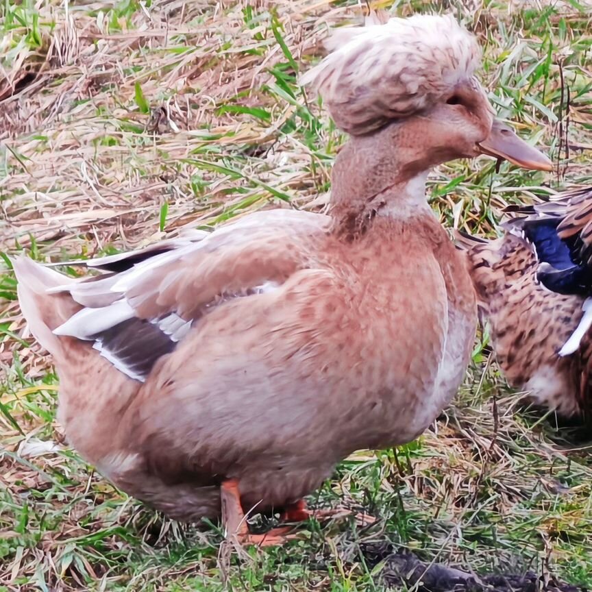 Продам семью хохлатых уток