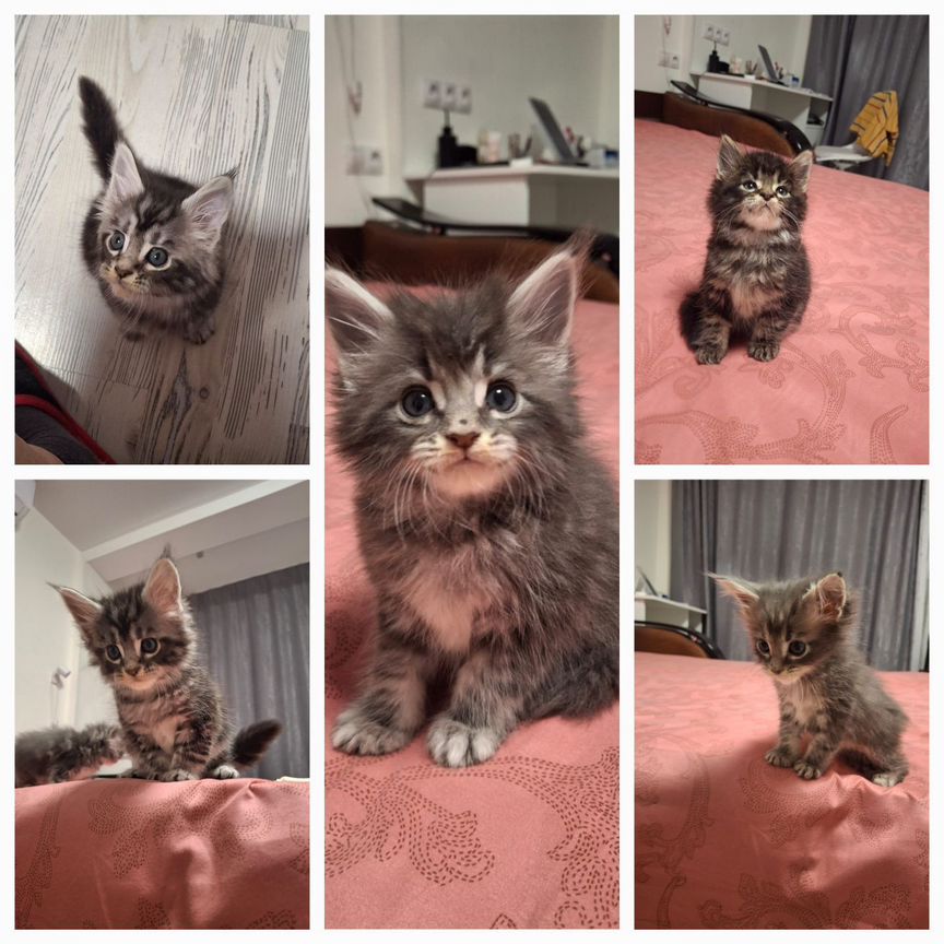 Котята мейн-кунята
