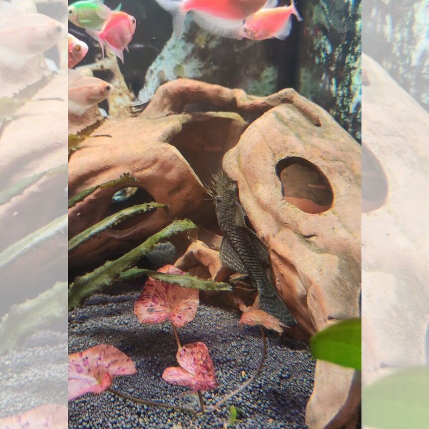 Анциструс, таракатум, аквариумные рыбки