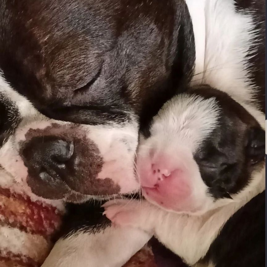 Бостон-терьер, щенок