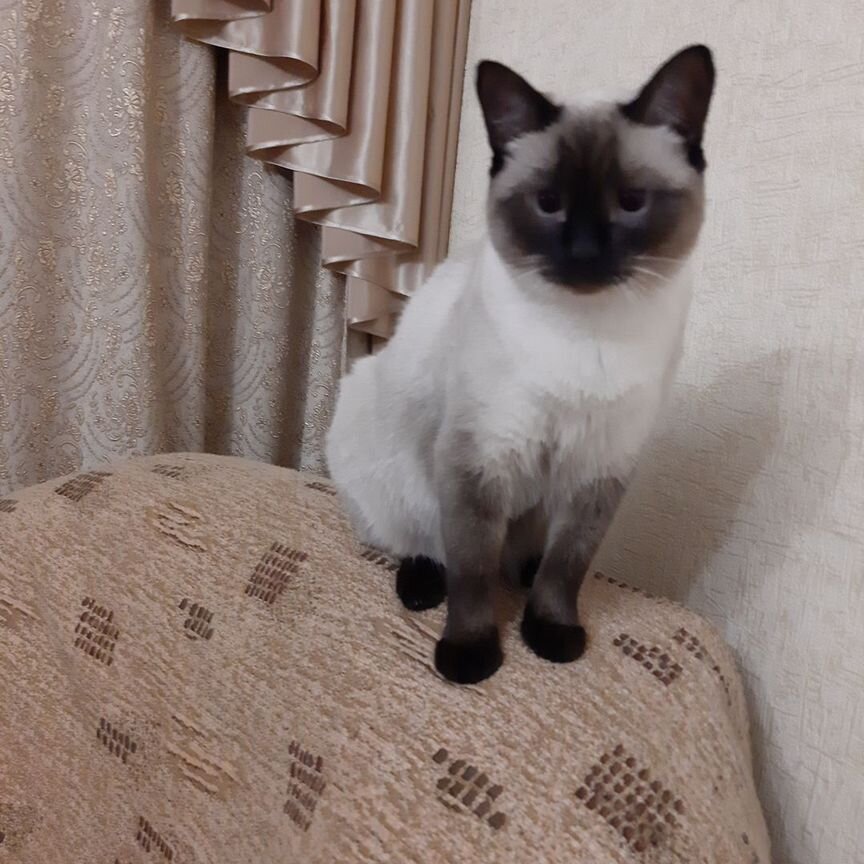 Сиамская кошечка, отдам в хорошие руки
