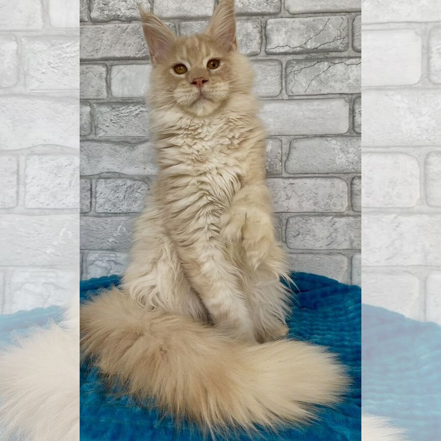 Мейн-кун котёнок