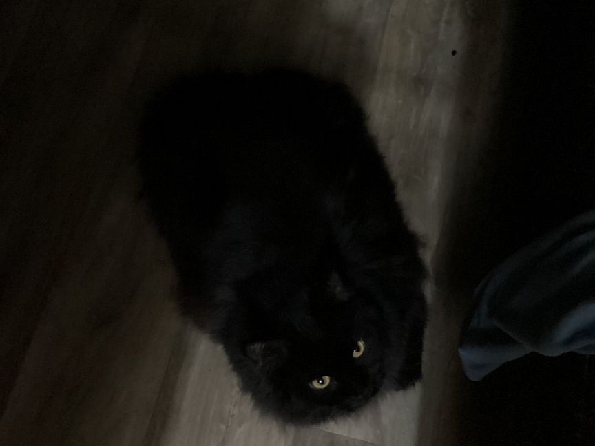 Отдам молодого кота