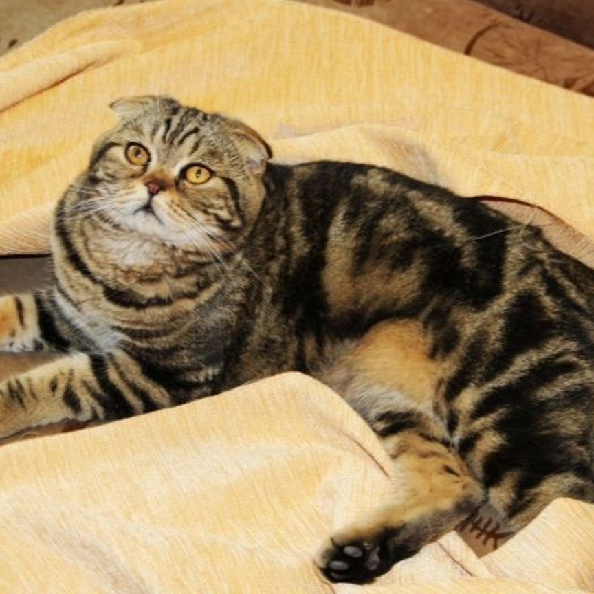 Шотландская вислоухая кошка