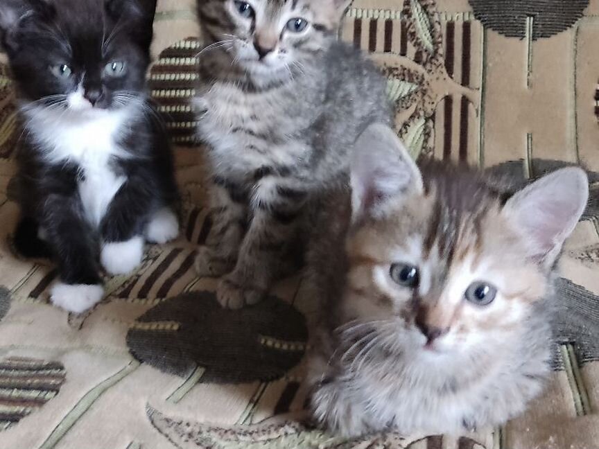 Котята в добрые руки