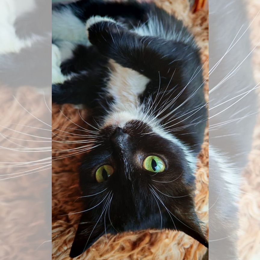 Зеленоглазая кошка Будда