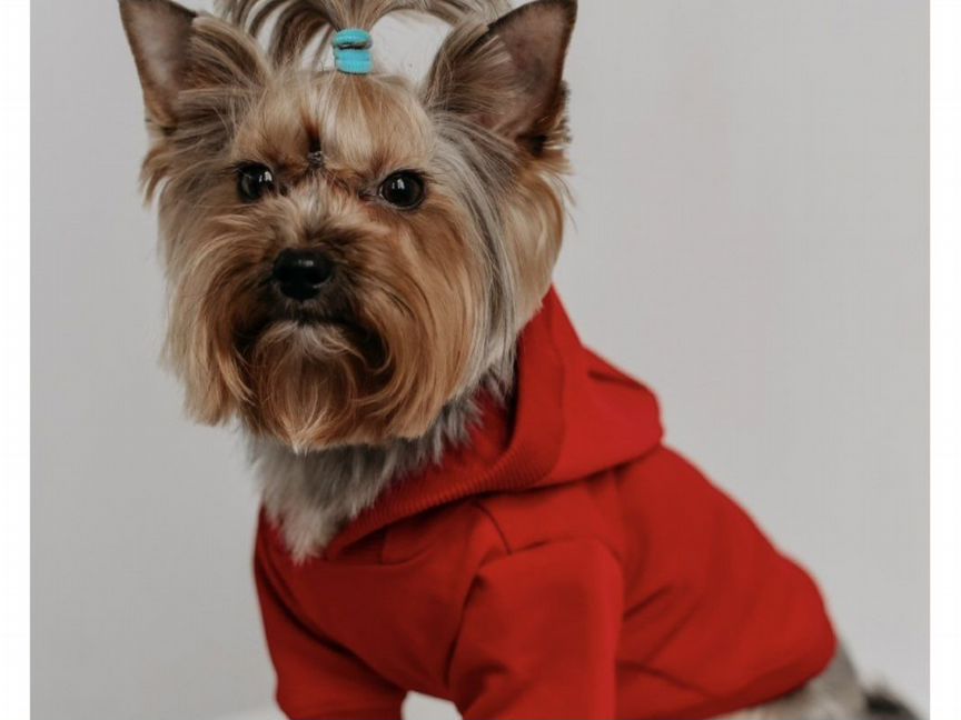 Толстовка (худи) для маленьких собак или кошек