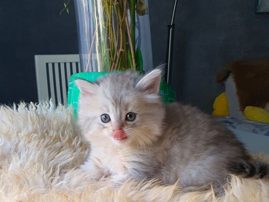 Сибирские котята