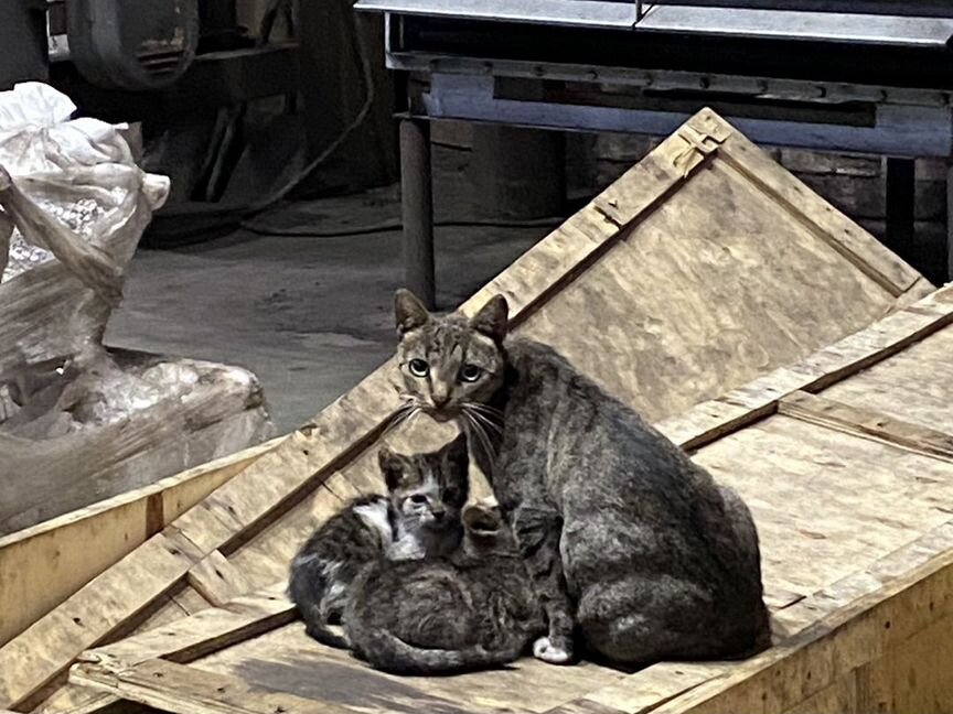 Котята в добрые руки бесплатно