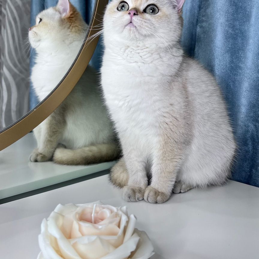 Британская кошечка