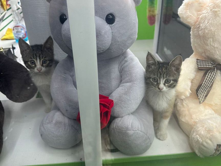 Котятам нужен дом, один уже погиб