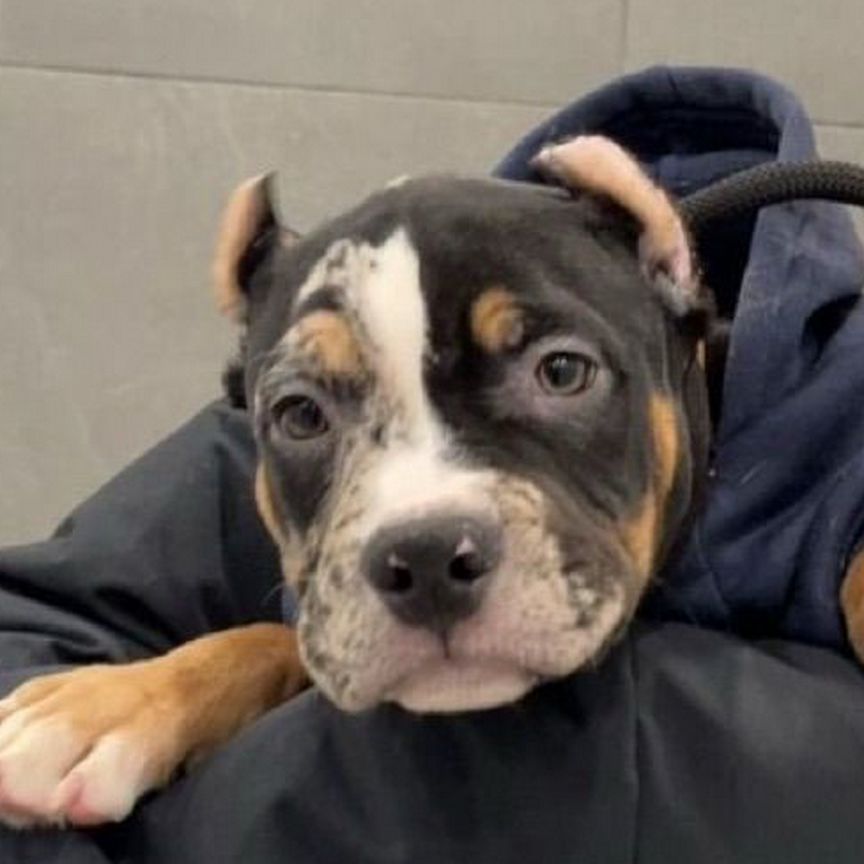 Американский булли, щенок