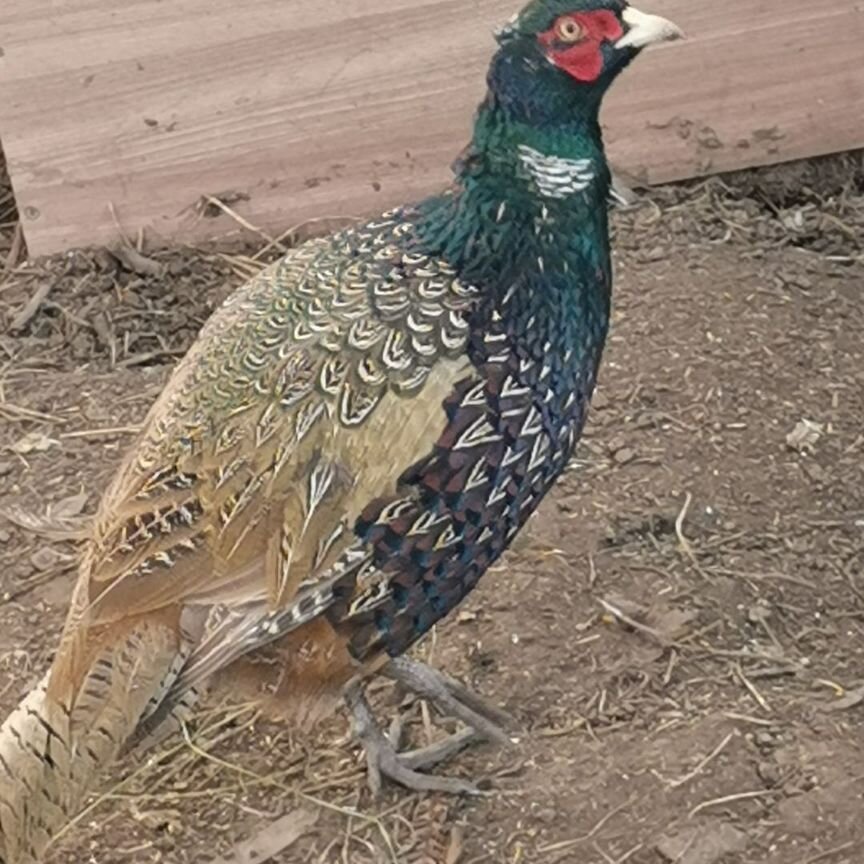 Фазан румынский, возраст 1 год