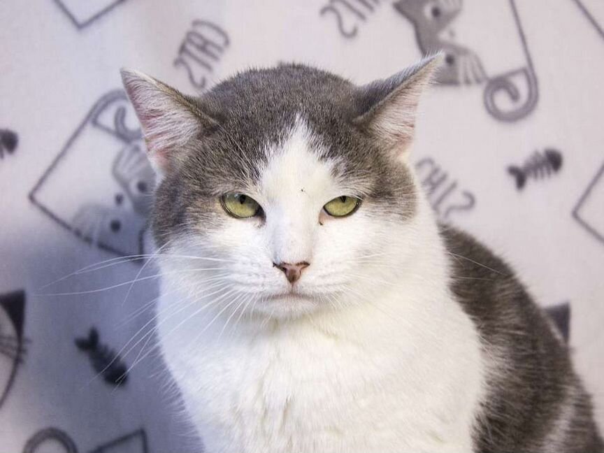 Кошка Тася