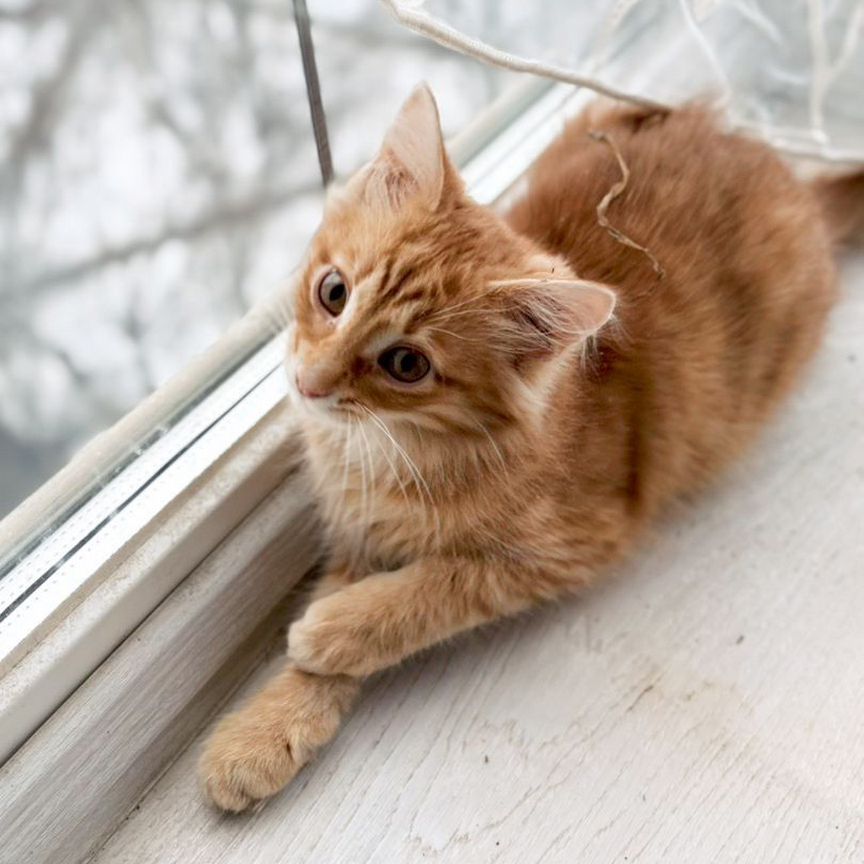Рыжий котенок ищет дом